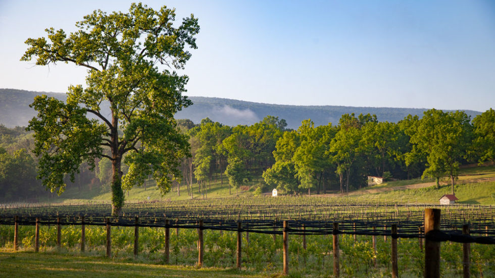 Visit Shenandoah Valley - Taste Your Way through the Shenandoah Valley AVA