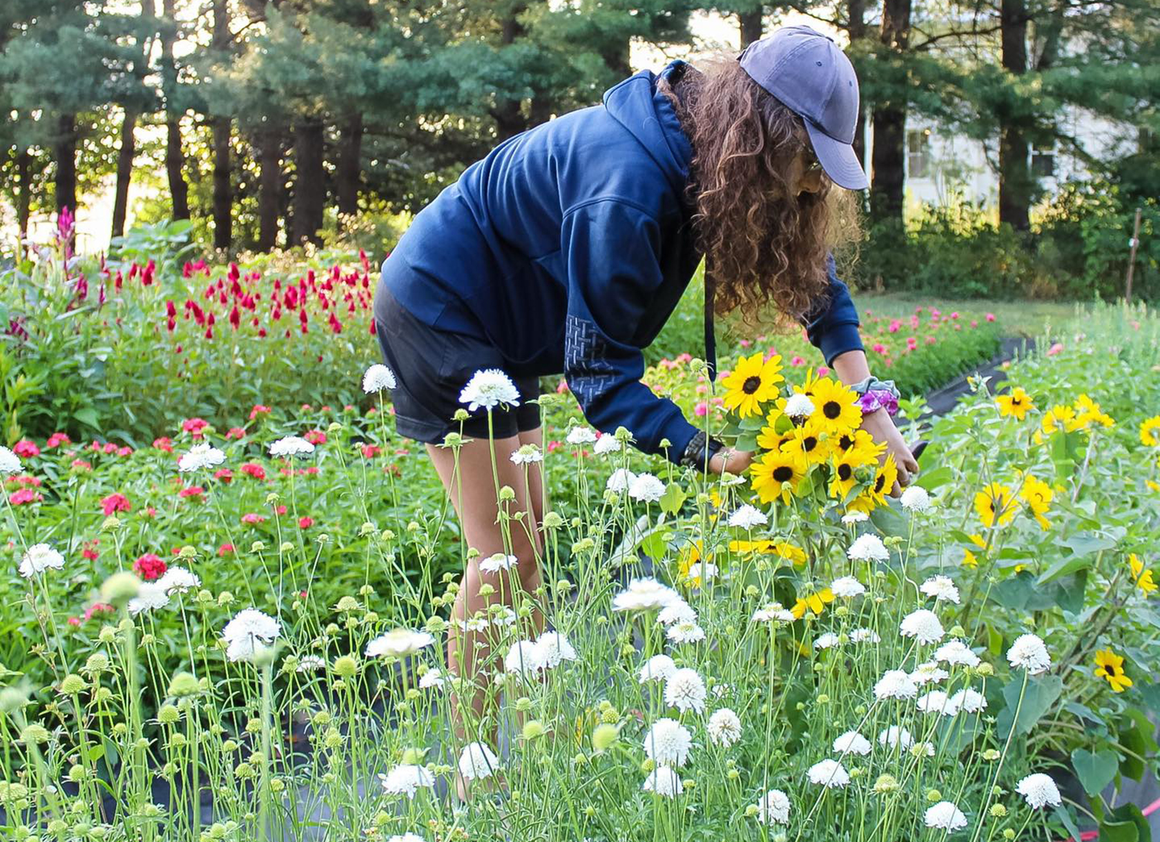 Harmony Harvest Farm - Visit Shenandoah Valley