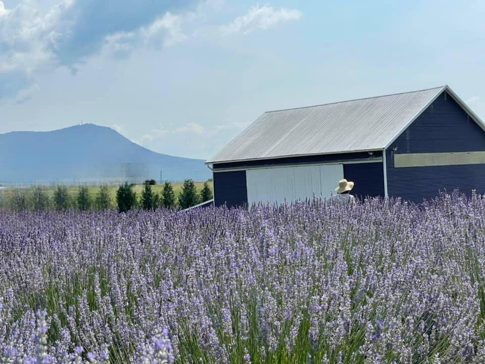 White Oak Lavender Farm - Visit Shenandoah Valley